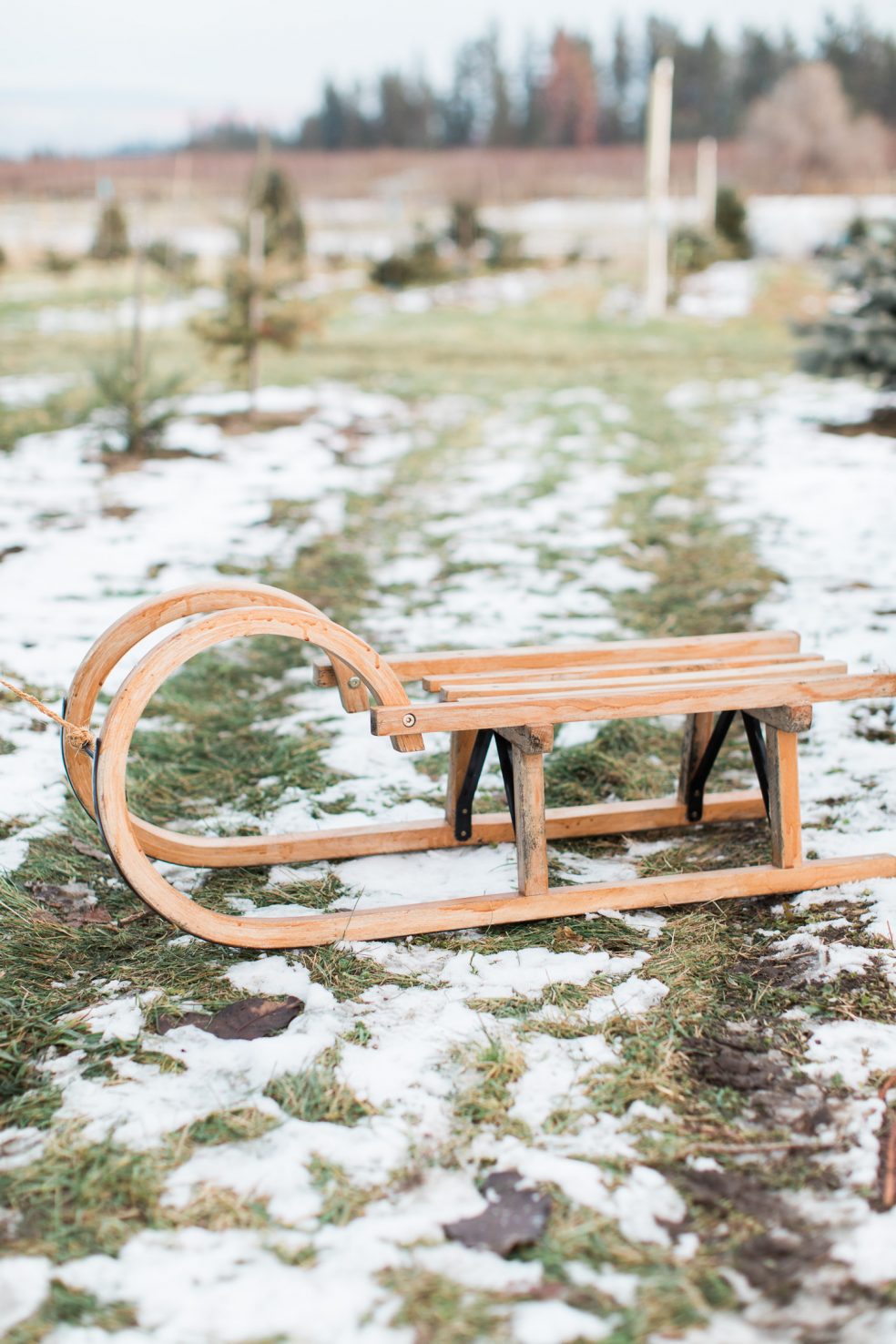 Christmas Tree Hunting in Style - Jillian Harris Design Inc.