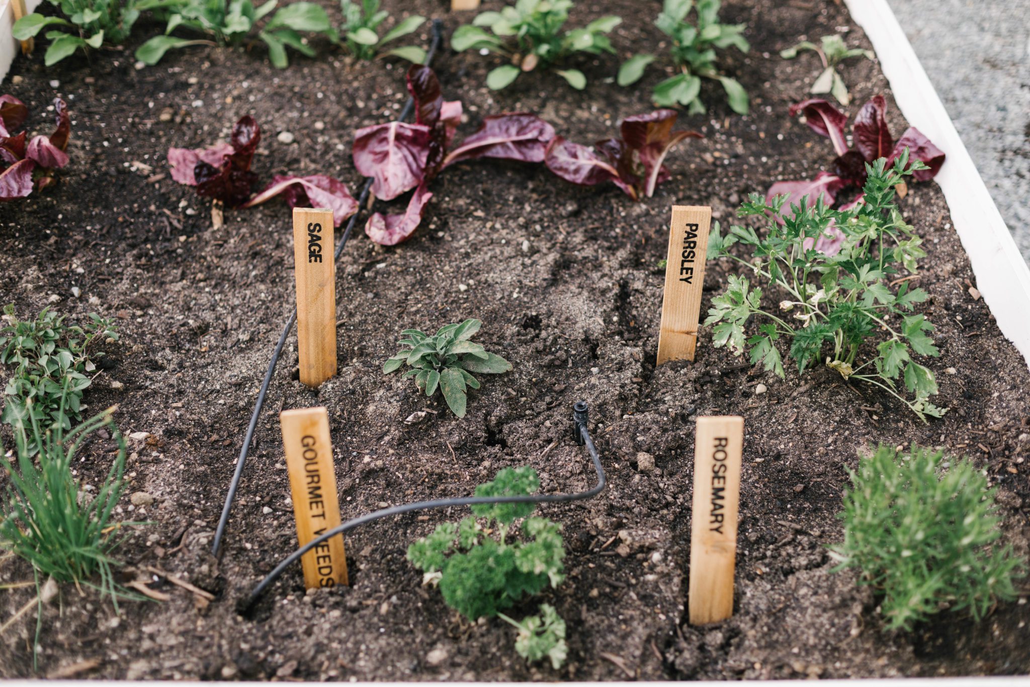 Gardening 101 for Beginners: 5 Tips for Growing Your First Garden ...